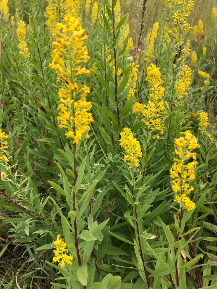 Solidago speciosa Showy Goldenrod from Kind Earth Growers